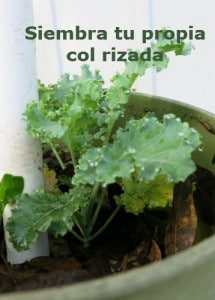 Todo lo que necesitas saber sobre el kale o col rizada.